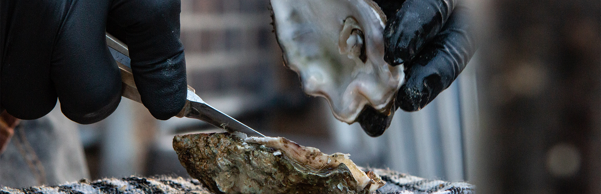 Continuous monitoring provides real time data for mussel and oyster farms